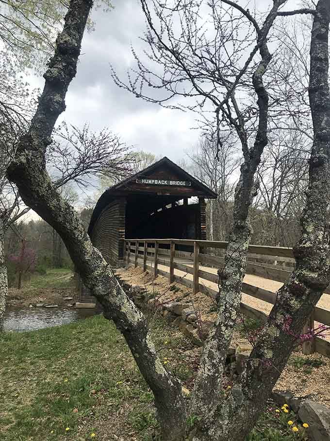 Framed by lichen-covered branches and early spring buds, the bridge peeks through like a shy landmark that somehow never learned to brag.