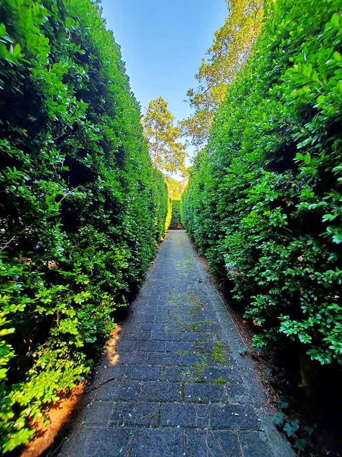 Towering hedges line a narrow brick path like nature built its own hallway. Quiet, green, and surprisingly good for thinking.