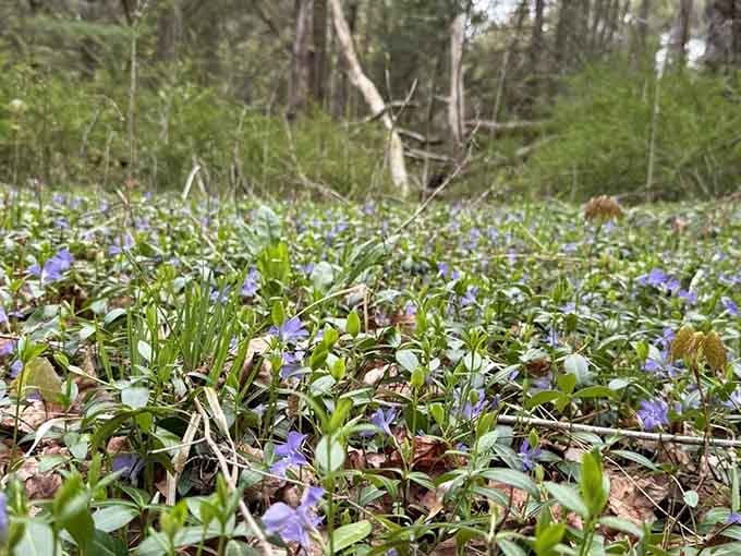A carpet of purple wildflowers along the trail floor. Spring in Connecticut apparently decided not to hold anything back.