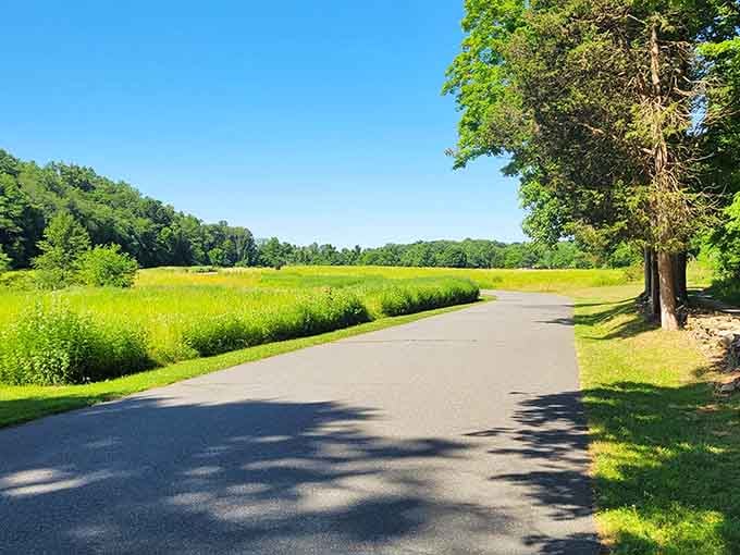 A sun-drenched park road curving past open meadows, the kind of path that makes you want to keep going just a little further.