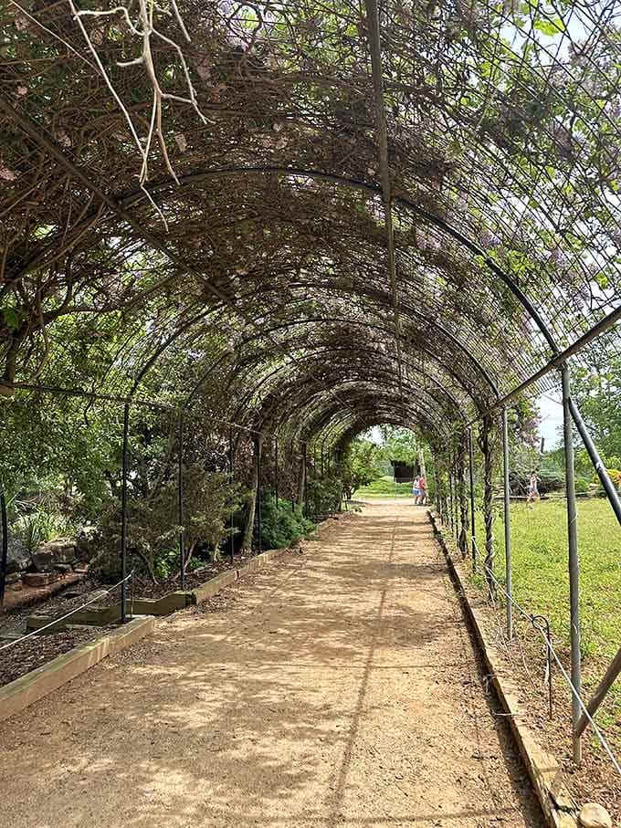 A vine-covered archway tunnel that makes you feel like you're walking into a storybook. You basically are.