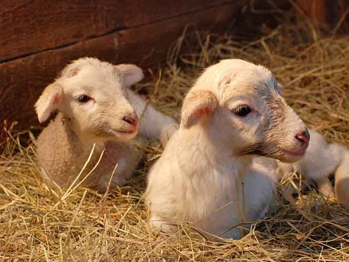 Two baby lambs in the hay, so impossibly soft-looking they seem computer-generated. They are very much real.