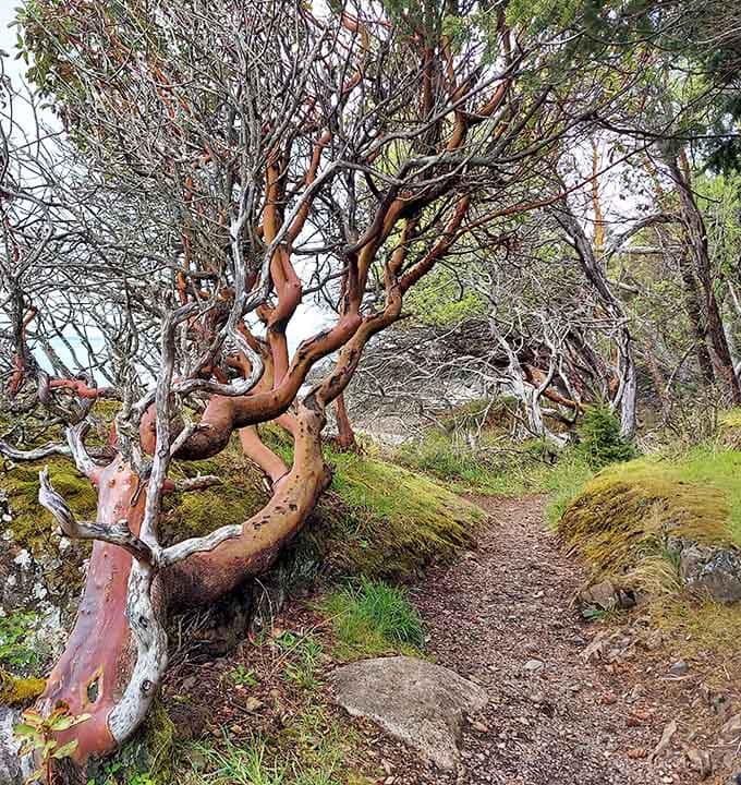 Madrone trees twist dramatically along the path, their peeling bark adding unexpected color to coastal forests.
