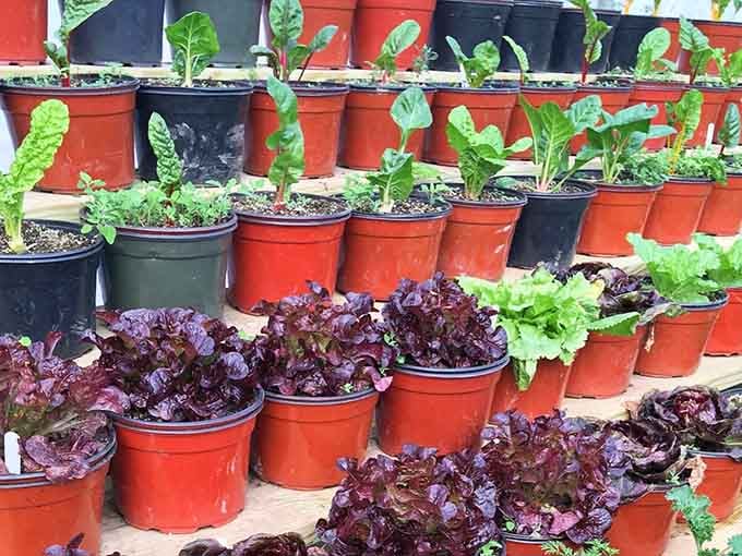 Lettuce varieties in terra cotta pots prove that salad greens can be as beautiful as any flower when given proper respect.