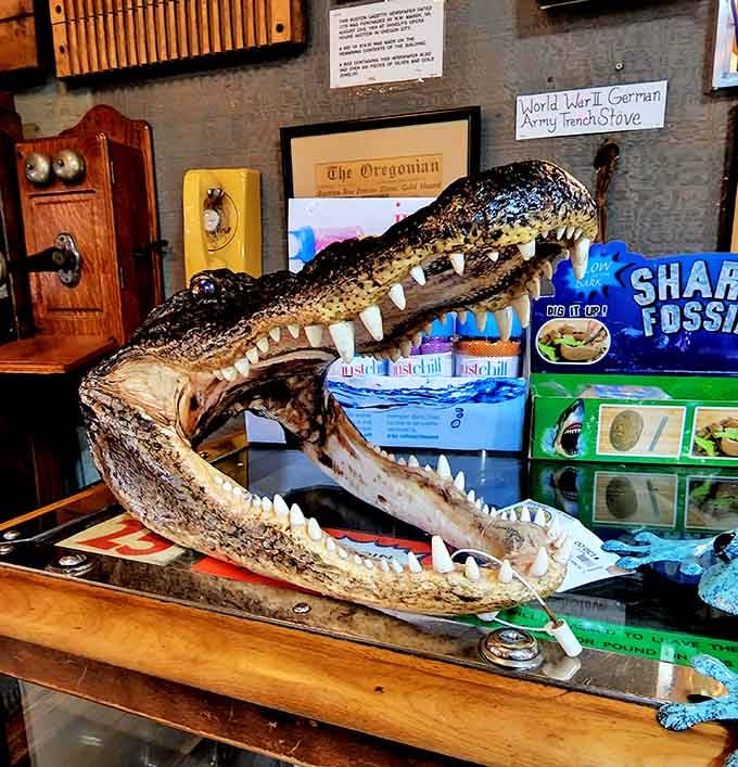 An actual alligator skull, jaws wide open, sitting on a display case like it owns the place. Respect it.