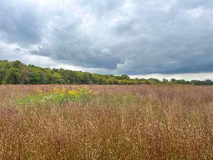 Golden grasses rolling toward the tree line under a dramatic sky, Illinois showing off its quieter, wilder side.