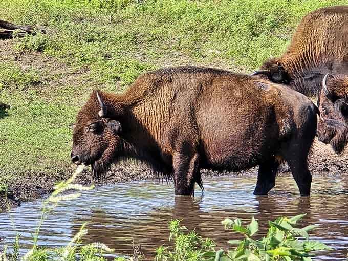 Nothing says summer like watching a ton of bison enjoy their version of a refreshing pool day.