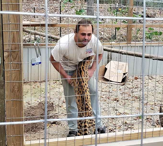 Getting up close with exotic cats makes you feel like a wildlife documentary host, minus the British accent.