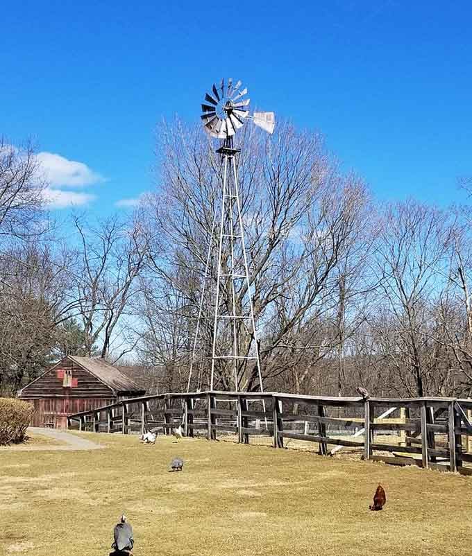 A tall windmill, open sky, and a few chickens wandering freely. This is what unbothered actually looks like.