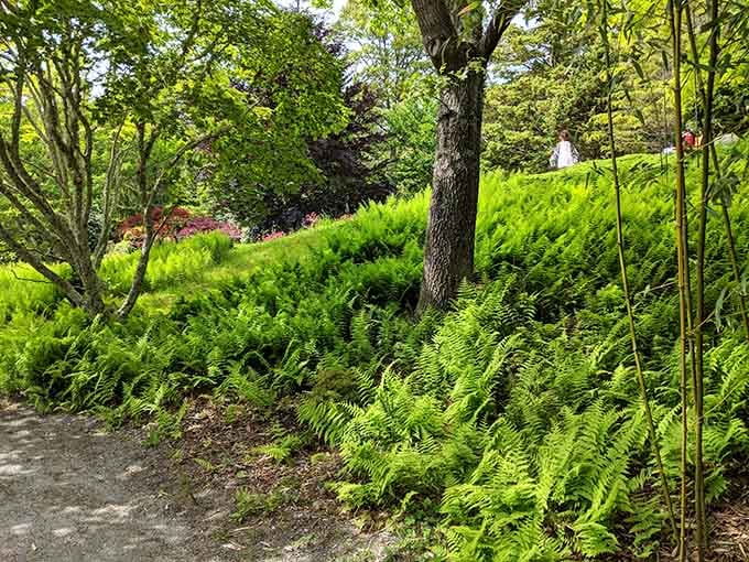 Ferns carpeting the hillside in every shade of green imaginable, making the whole scene look almost too beautiful to be real.