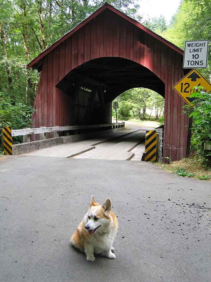 Even four-legged visitors appreciate the timeless charm of Oregon's covered bridge collection, clearly enjoying the scenery.