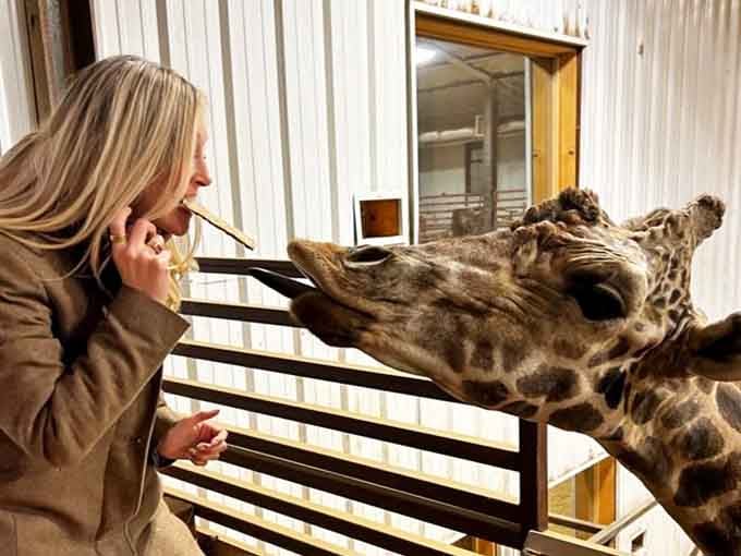 Feeding a giraffe by hand: the kind of story that makes your friends question their weekend plans.