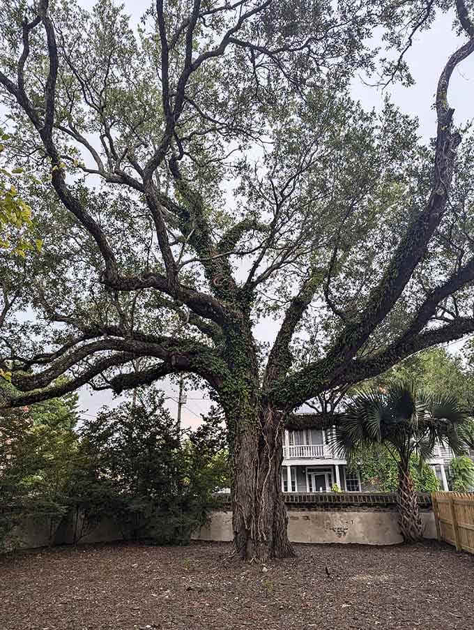 That ancient oak tree outside has watched over the Old City Jail for generations. Silently.