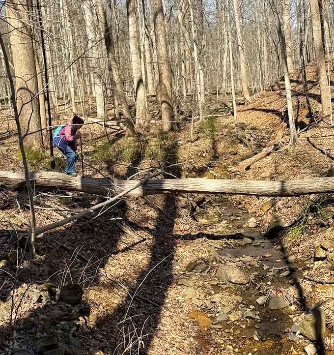 That makeshift log bridge screams adventure louder than your GPS screaming about recalculating your route.