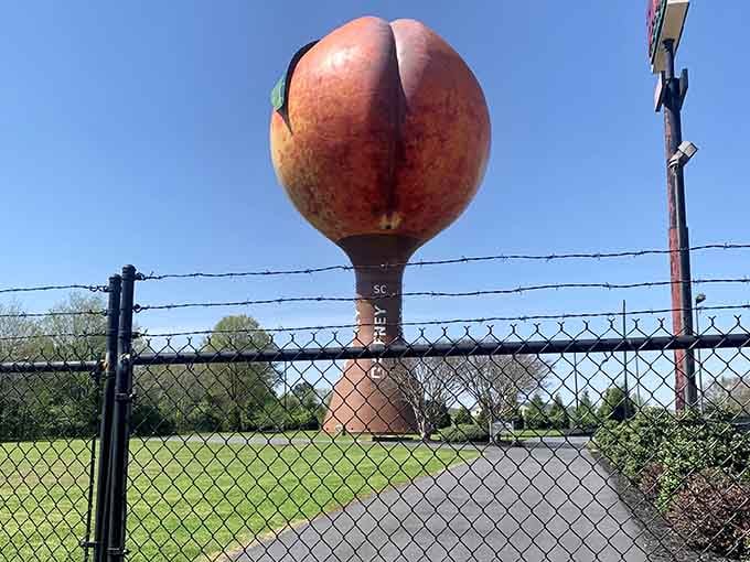 The chain-link fence frames this peachy giant perfectly, like looking at a masterpiece through an industrial art gallery.