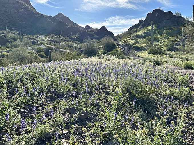 A carpet of desert lupines spreading across the hillside, proof that Arizona's spring season plays no games.