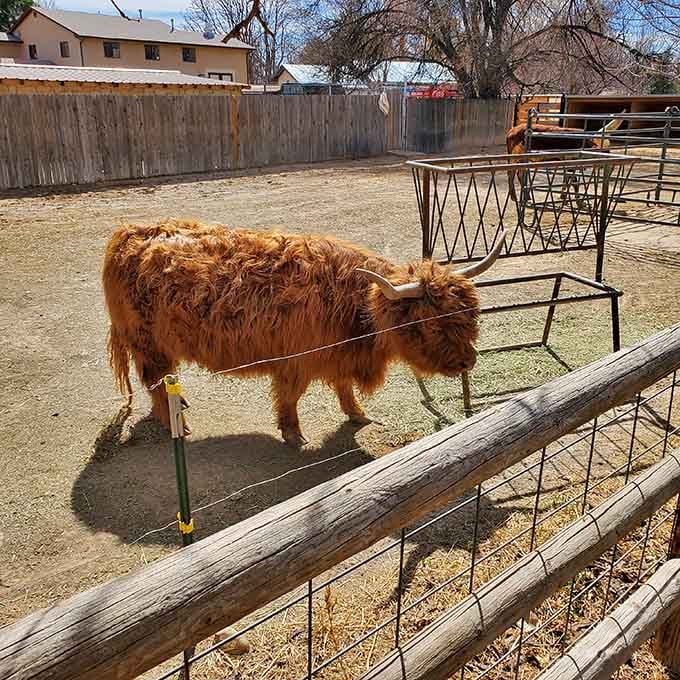 Highland cattle sport hairdos that would make any 1970s rock band weep with envy and demand their stylist's phone number immediately.