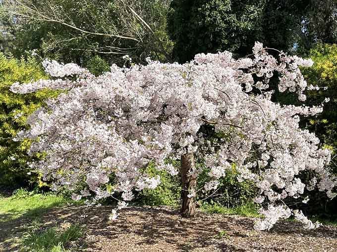 A cherry blossom tree in full bloom, branches spilling outward like it simply ran out of room to contain all that beauty.