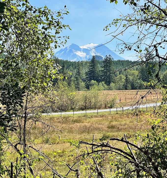 Mt. Rainier peeking through the trees like it's been waiting all day just to say hello to you personally.