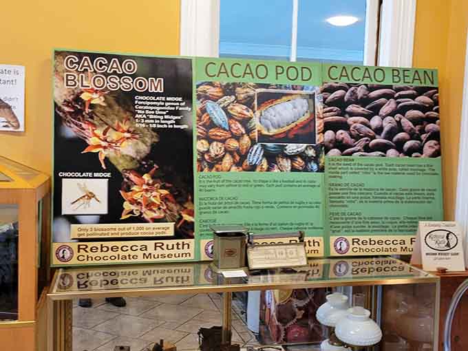 From cacao blossom to cacao bean, this display proves great chocolate starts long before it reaches your hands.