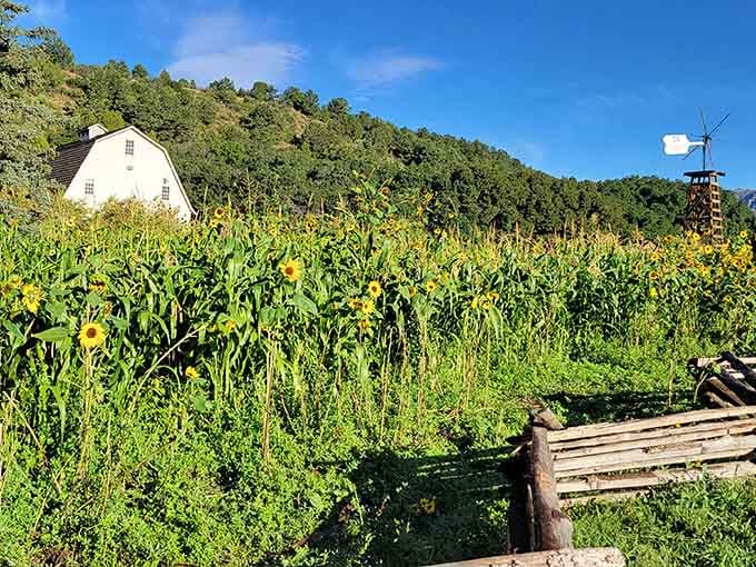 Sunflowers, corn, a windmill, and that famous white barn, this garden is basically Colorado on its best day.
