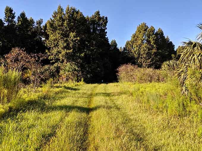 Open meadows glow golden in afternoon light, proving Florida has more landscape variety than just beaches and theme park parking lots.