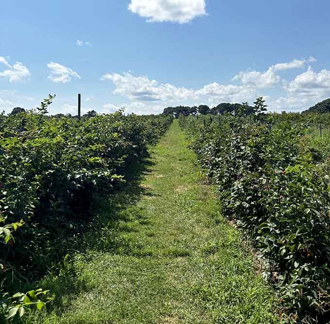 Long green rows stretching toward the horizon under a perfect blue sky. This is where your fruit actually comes from.