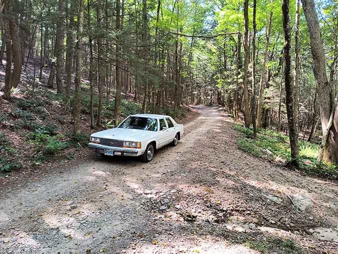 Even a vintage Cadillac looks right at home on a forest road this peaceful and unhurried.
