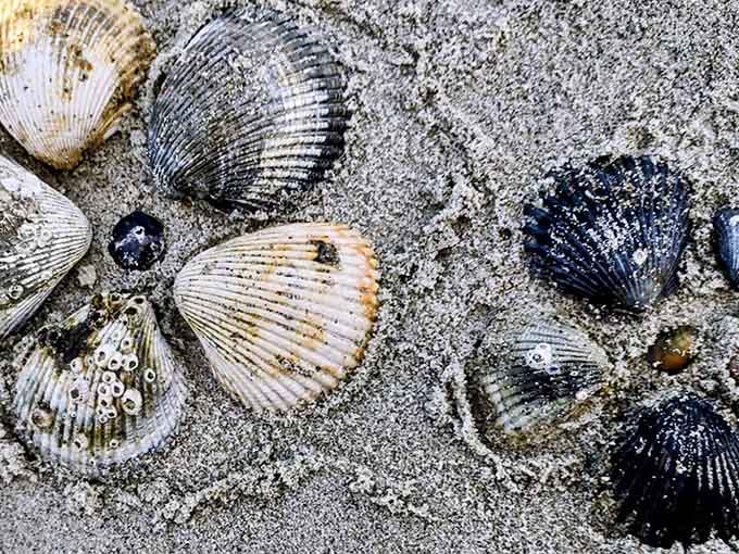 Cockle shells and ribbed shells scattered across the sand like nature's own mosaic. Sand Dollar Island gives generously, and it doesn't charge admission.