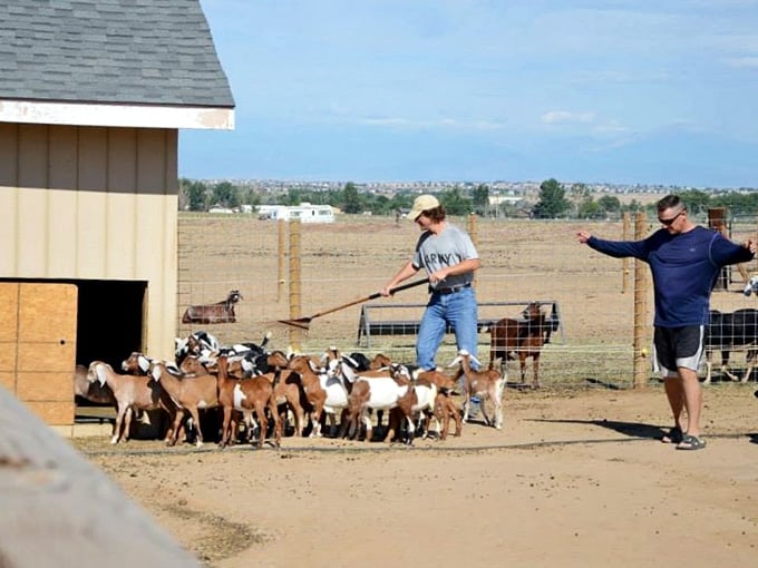 Herding day at SonFlower Ranch, where the goats have opinions about the route and aren't shy about sharing them.