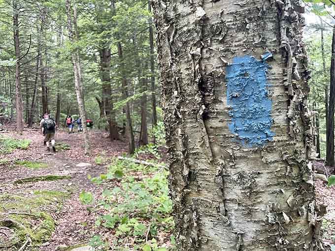 Blue blazes mark the way forward, because getting lost would really ruin this whole pleasant experience.