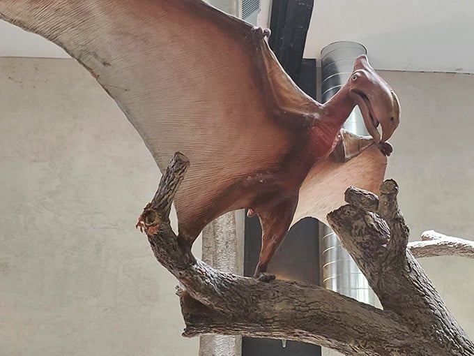 Perched high above the museum floor, this pterosaur model makes the whole room feel prehistoric and alive.