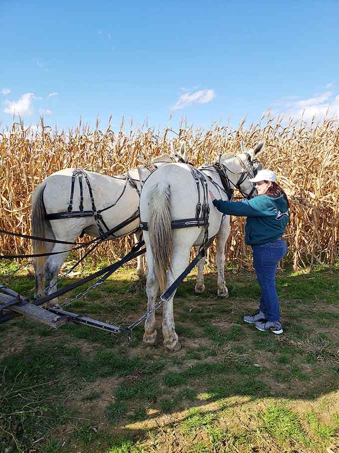 Two white horses standing tall by a golden cornfield. This is South Jersey showing off, and honestly, good for it.