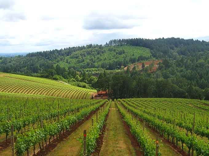 Lush green vines tumbling down toward that famous reddish Jory soil, where Oregon's world-class Pinot Noir story begins.