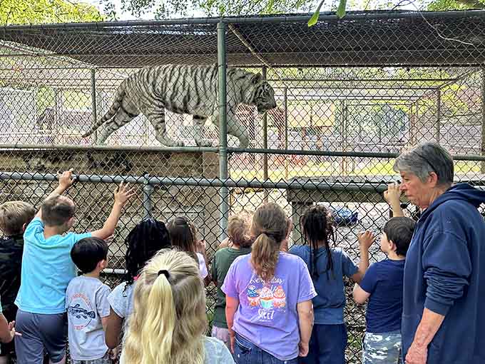A white tiger paces overhead while wide-eyed kids reach upward, experiencing a moment of pure wonder they'll never stop talking about.