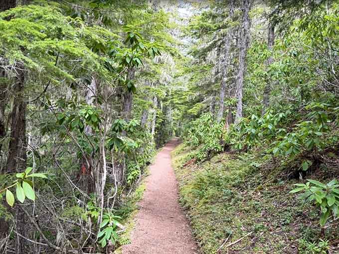 Rhododendrons lining a misty forest path. The Tubal Cain Trail has a flair for the dramatic in every season.