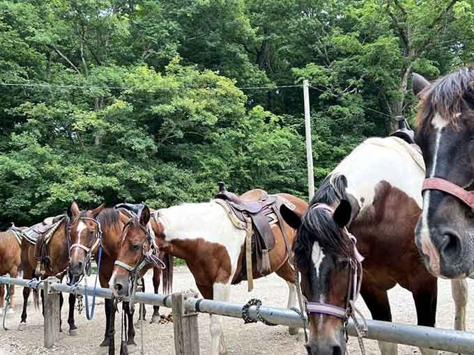 Saddled horses lined up at Turkey Run, patiently waiting to show you trails your hiking boots can't reach.