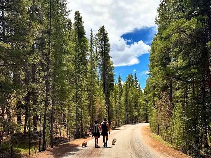 A pine-lined dirt road, two people, two dogs, and absolutely nowhere more perfect to be on a sunny afternoon.