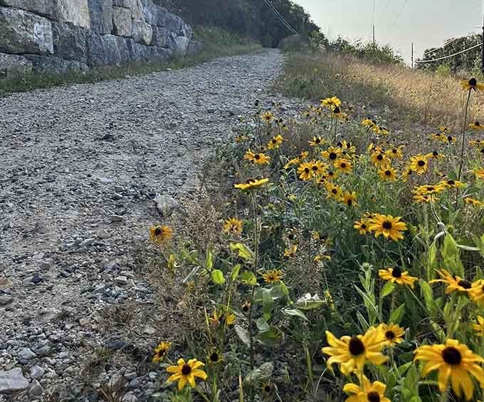 Wild black-eyed Susans line the gravel path like cheerful little greeters who never took a day off in their lives.