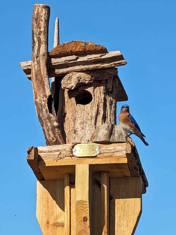 Even the bluebirds at the Virginia Hand Callaway Discovery Center seem to know they've landed somewhere truly special.