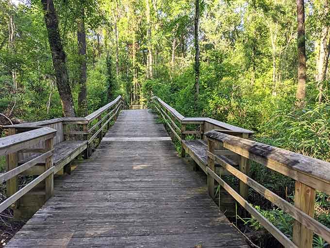 A wooden boardwalk disappearing into a lush green canopy, nature's version of a hallway you never want to reach the end of.
