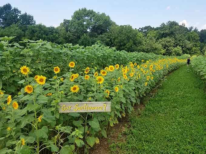 A field of sunflowers with a sign that asks "Got Sunflowers?" Yes. Absolutely yes. All of them.