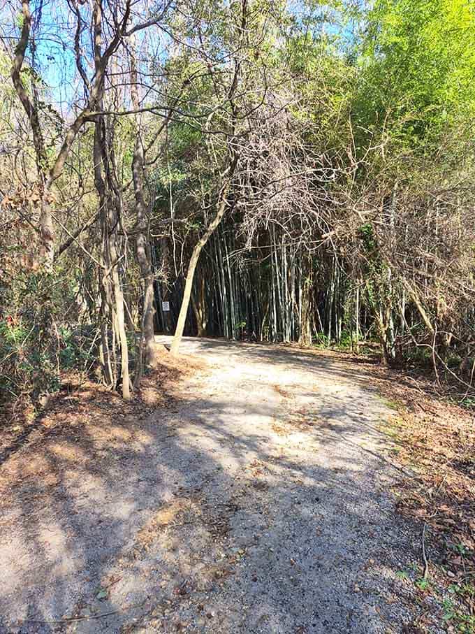 The trail bends gently forward, bamboo framing every step, quietly insisting you slow down and pay attention.