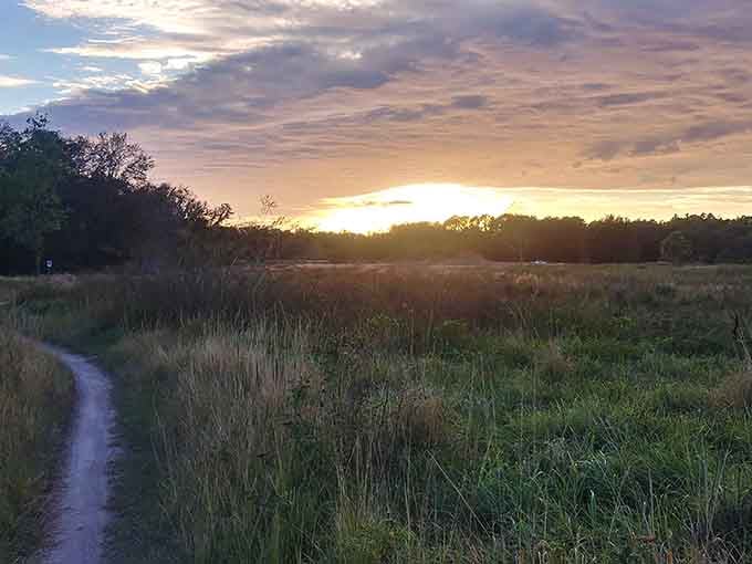 Golden hour at Alafia paints the grasslands in colors that no Instagram filter could ever hope to replicate.