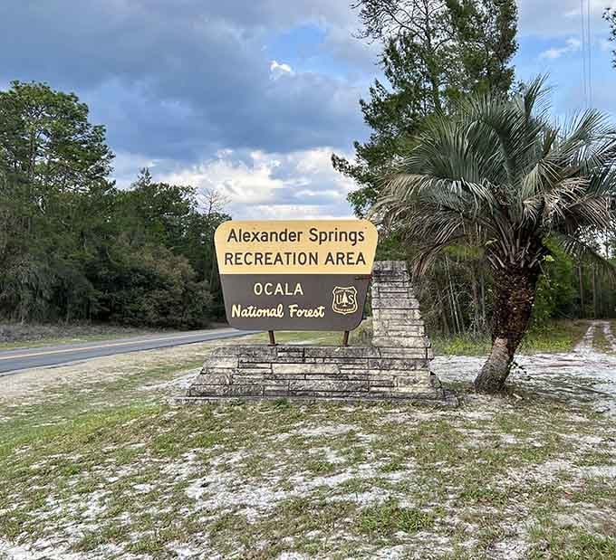 That sign at the entrance means you've arrived somewhere genuinely special. The Ocala National Forest does not disappoint.