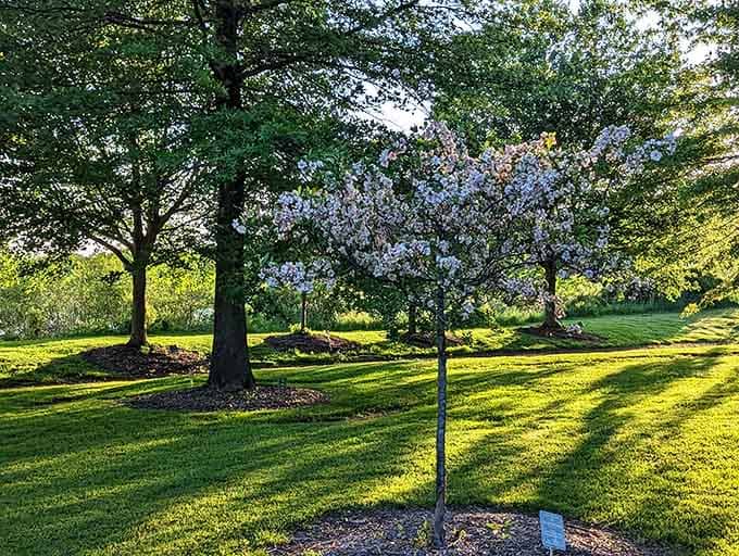 Blossoms, long shadows, and grass so green it looks like nature hired a professional decorator.