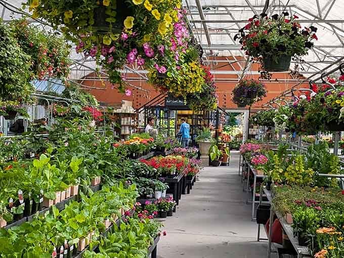 Walk this aisle slowly. Every hanging basket and blooming pot is quietly competing for your full attention.