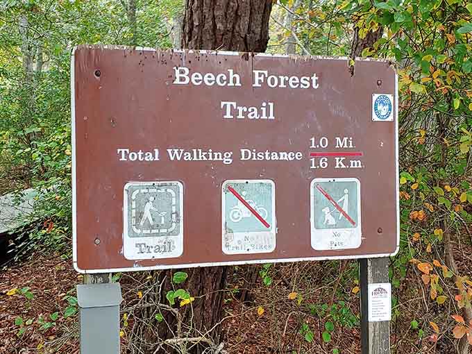 One small sign, one mile of pure wonder, and zero reasons to stay in the car.