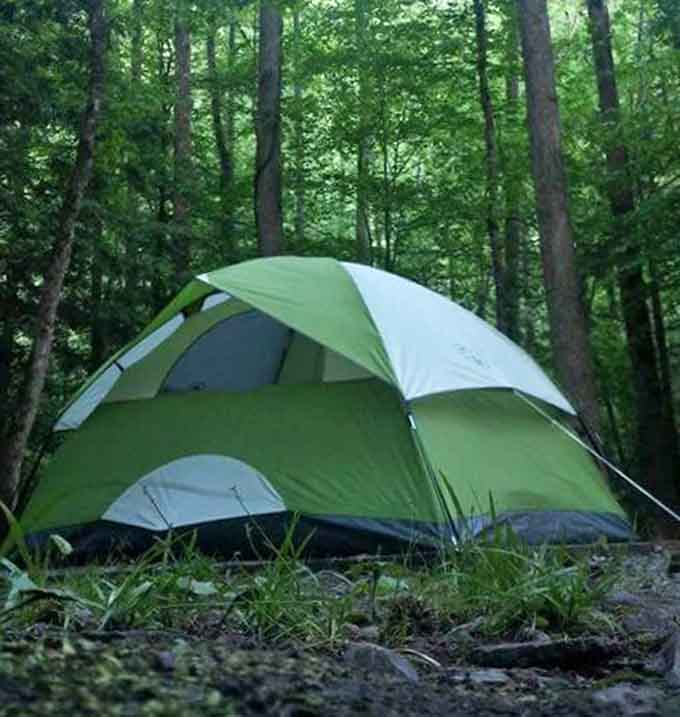 One green tent, surrounded by forest so lush it looks like the trees are leaning in to listen.