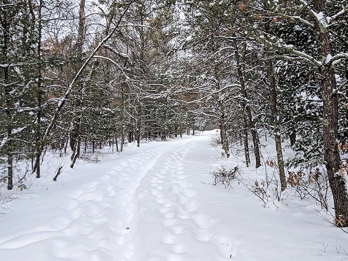 Winter transforms the trails into a peaceful wonderland for those brave enough to bundle up properly.